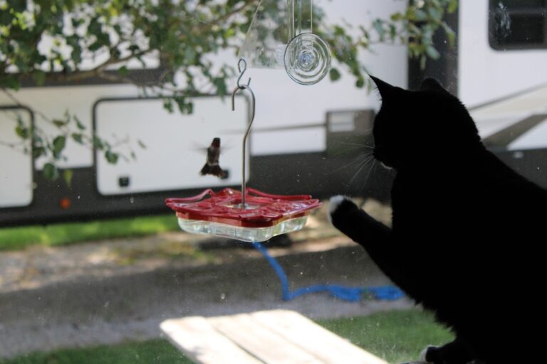 Full-Time RV Living with Cats