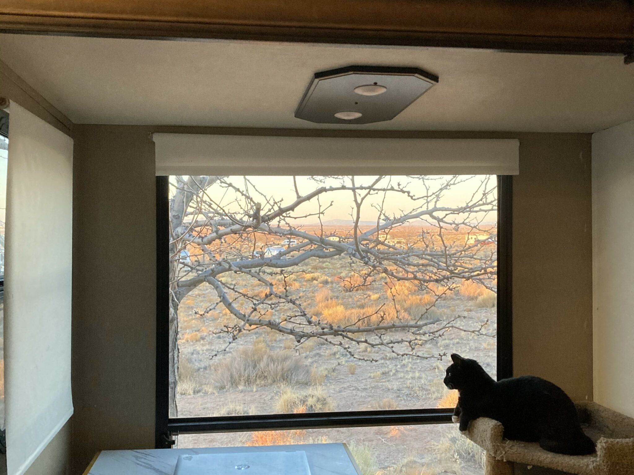 Full-Time RV Living with Cats