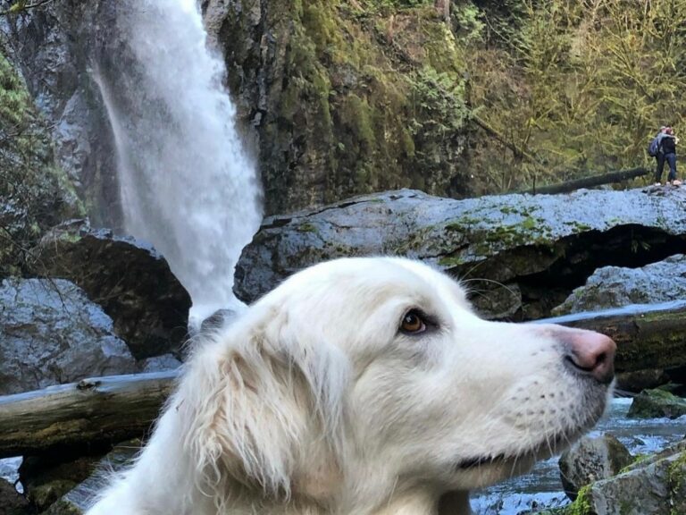 Best Dog Friendly Hikes in Oregon: 12 Hikes to Bark About - Travels ...