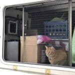 8 Fun DIY RV Modifications for Cats - Travels with Ted