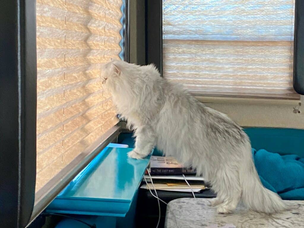 8 Fun DIY RV Modifications for Cats - Travels with Ted