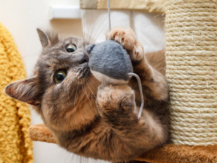 Full-Time RV Living with Cats: 6 Important Considerations