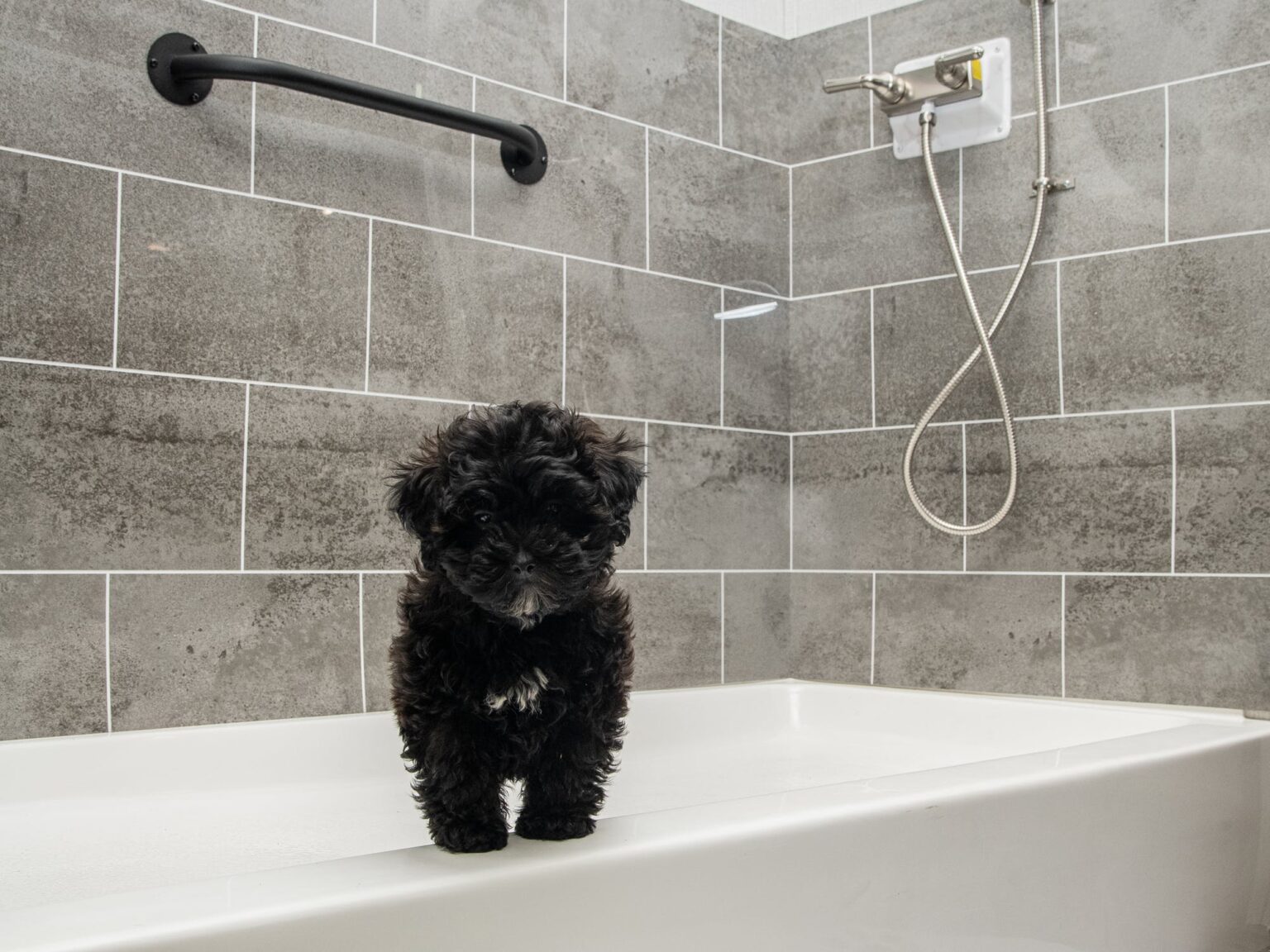 An RV with a Dog Kennel? The 5 Best RVs for Dogs