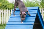 8 Best RV Dog Ramps for Furry Campers - Travels with Ted